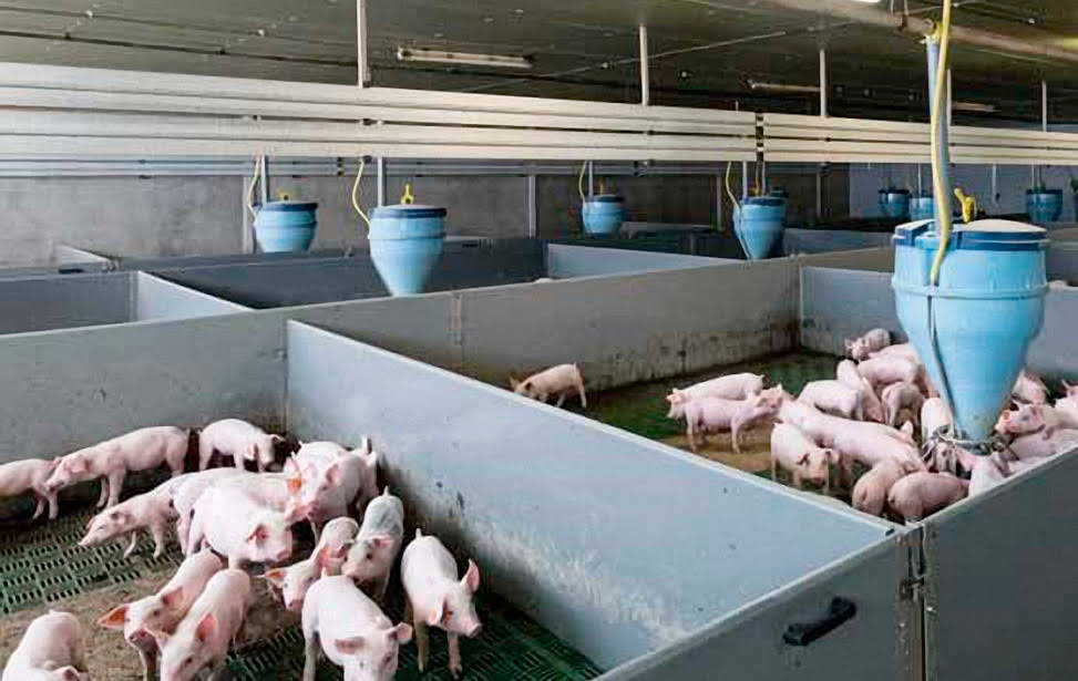 Create a safe and comfortable stay for your pigs - U Gaat Bouwen | EN