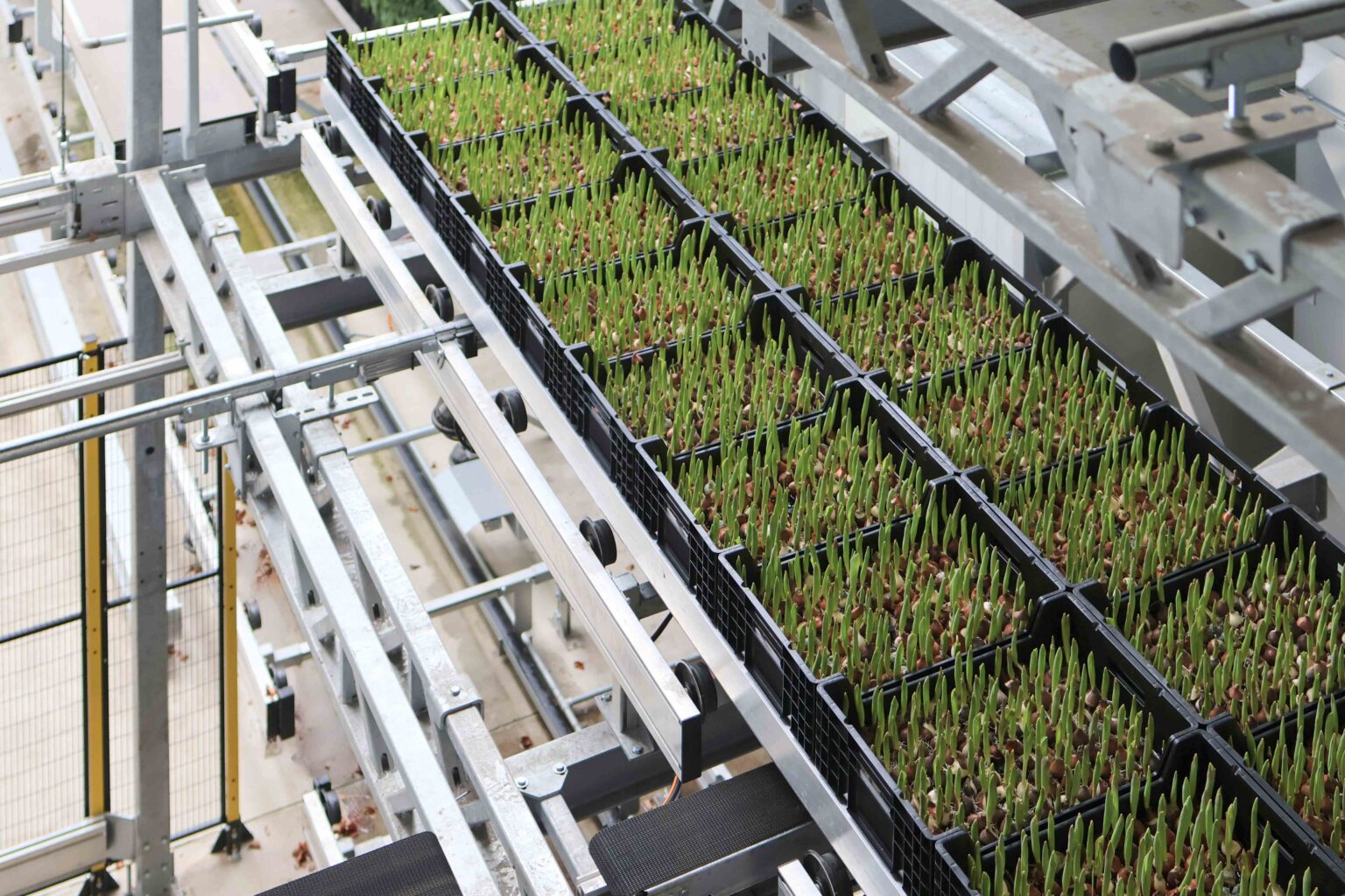 Efficient Automated Tulip Cultivation System | GreenV Solutions - U ...