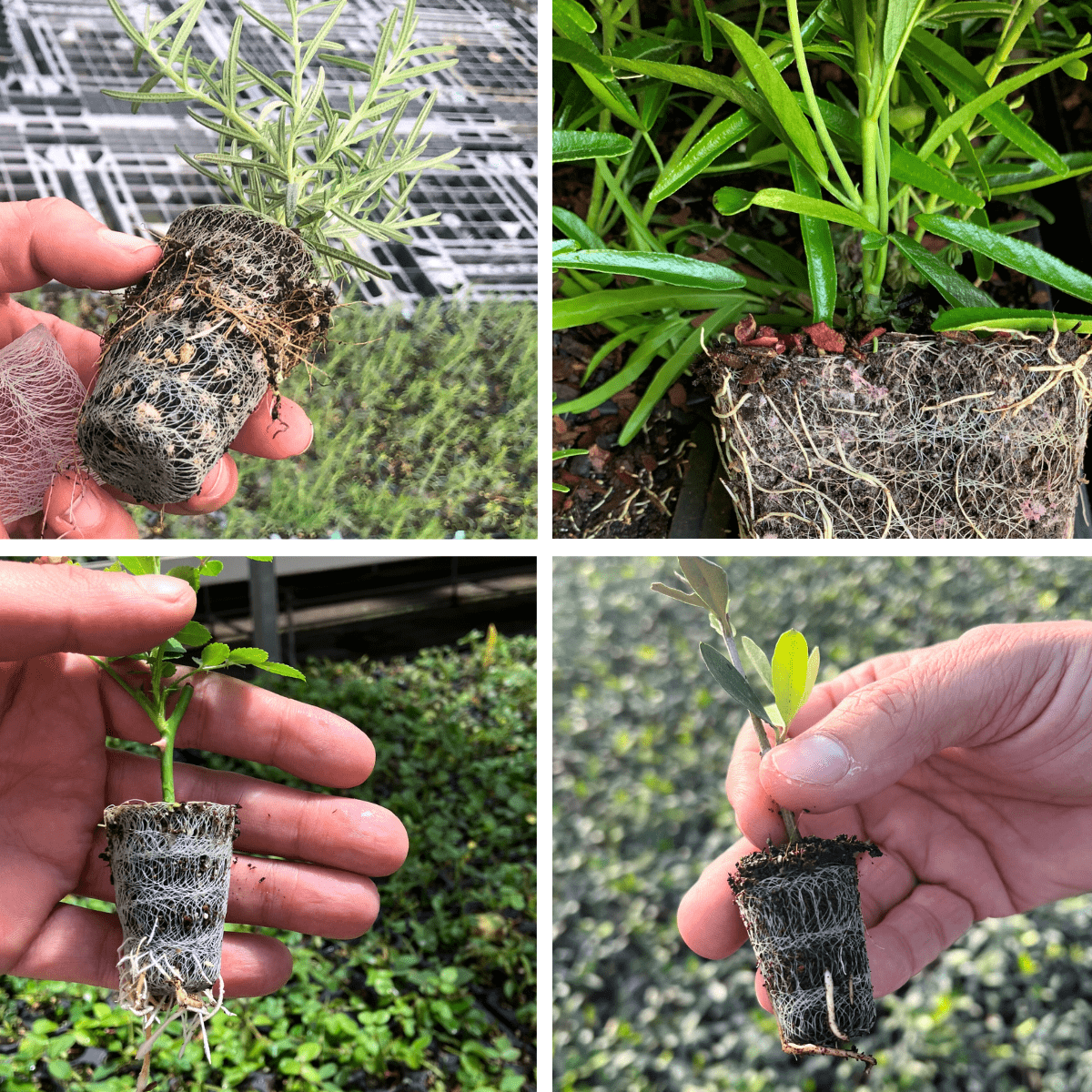 Smart starts, scalable success: Growcoon supports automation-ready ...